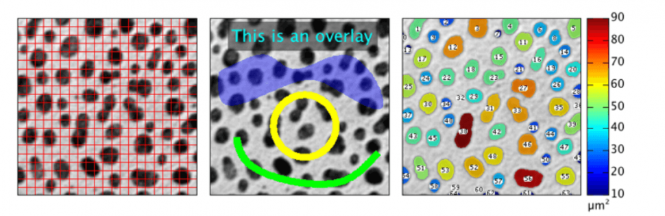 Analyze and Process Your Images in Seconds With ImageJ! - Enago Academy