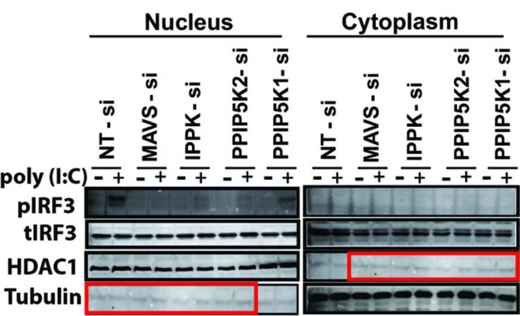 Detecting Image Manipulation in Biological Research – Enago